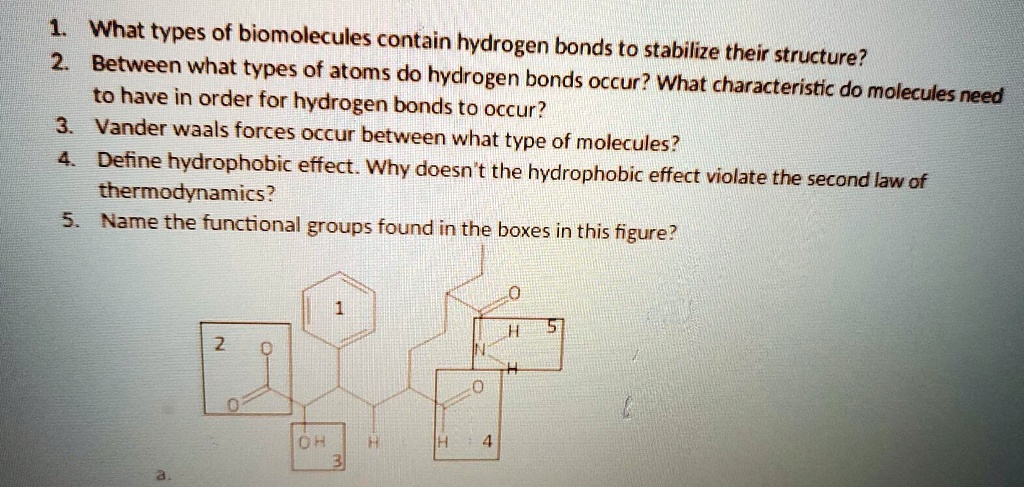 SOLVED: 1 What types of biomolecules contain hydrogen bonds Between ...