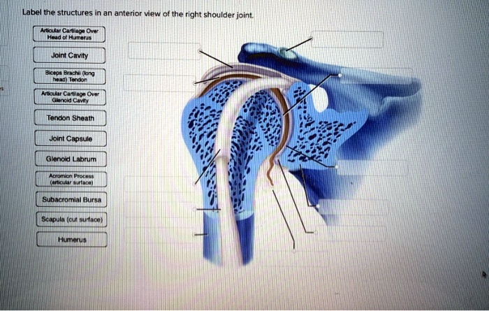 Label the structures in an anterior view of the right shoulder joint ...