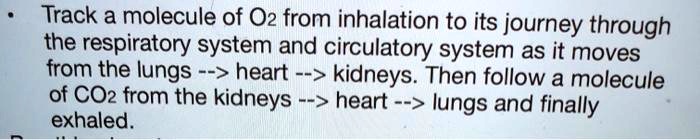 Track a molecule of O2 from inhalation to its journey through the ...