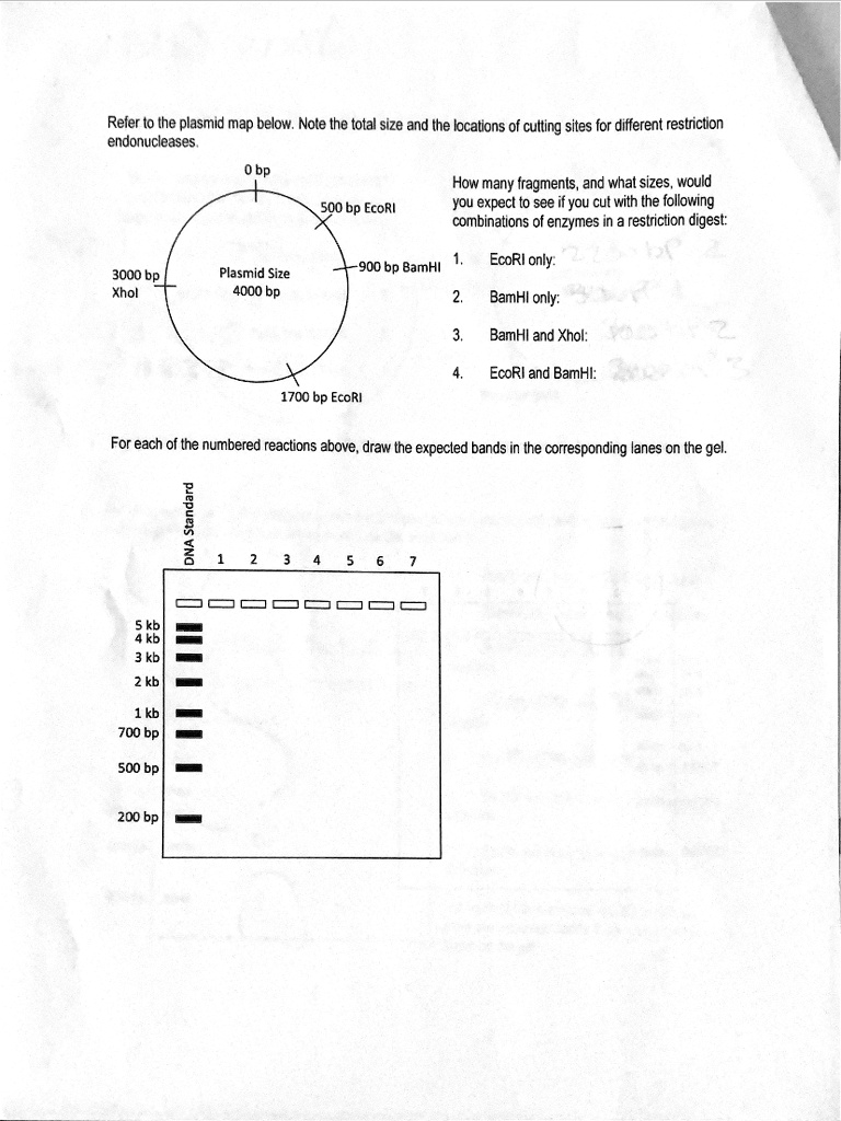 Refer to the plasmid map below. Note the total size and the...