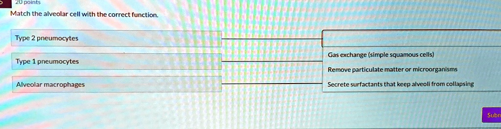 20 points Match the alveolar cell with the correct function. Type 2 ...