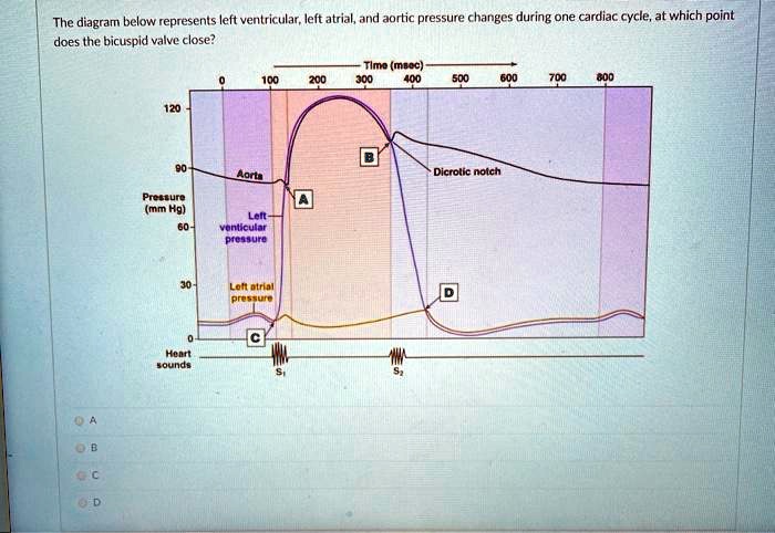 The diagram below represents left ventricular, left atrial, and aortic ...