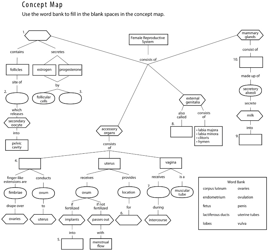 SOLVED: Concept Map Use the word bank to fill in the blank spaces in ...