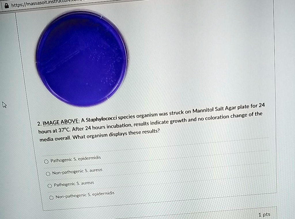 SOLVED: Salt Agar plate for 24 hours was streaked with Mannitol species ...