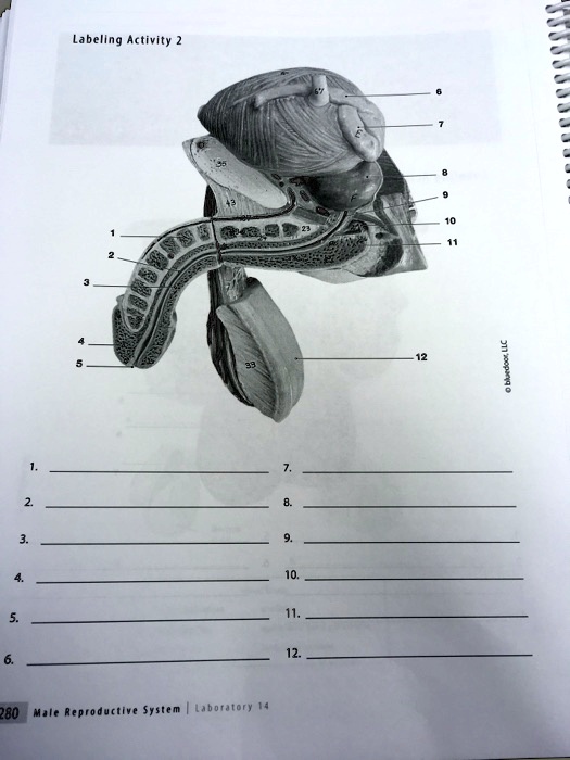 SOLVED: Labeling Activity 2 10 11 2 3 9 4 10 5 11 6 12 80 Male ...