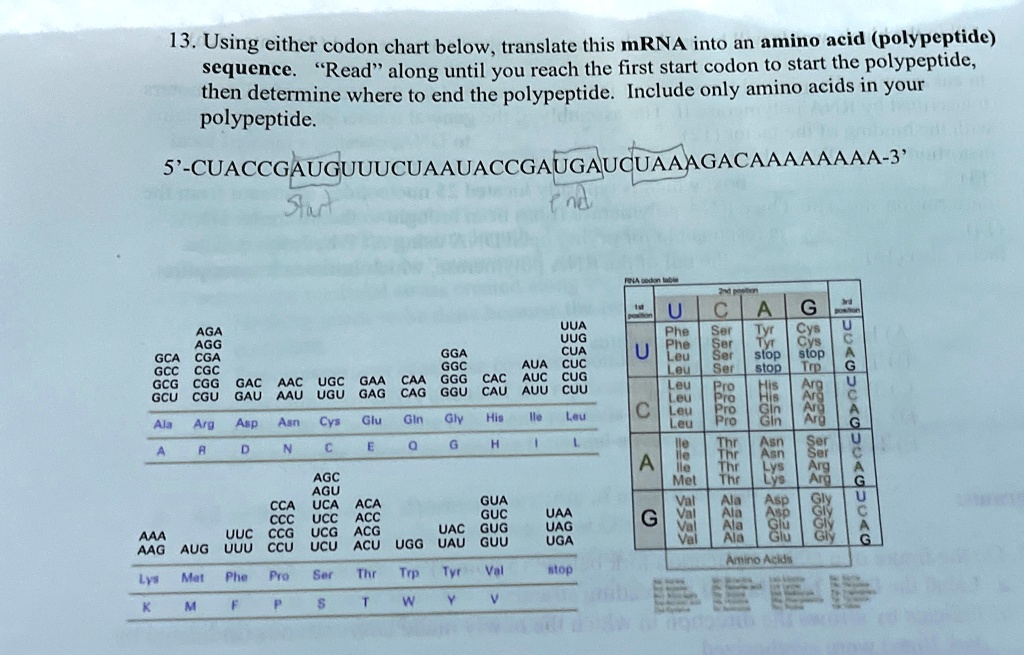 SOLVED: Using either codon chart below, translate this mRNA into an amino acid (polypeptide ...