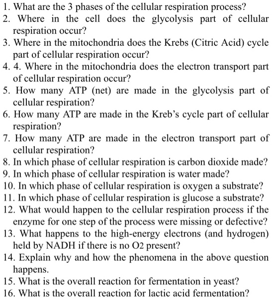 1. What are the 3 phases of the cellular respiration process? 2. Where ...