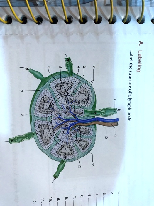SOLVED: A. Labeling Label the structure of a lymph node. 2