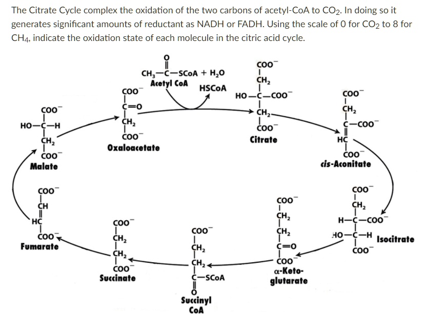 SOLVED:The Citrate Cycle complex the oxidation of the two carbons of ...