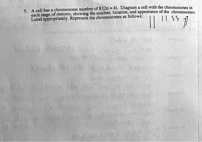 chromosome number of 8 2n 4 diagram cell with the chromosomes in a cell ...
