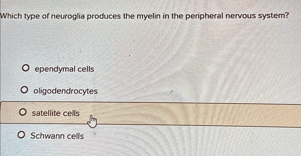 SOLVED: Which type of neuroglia produces the myelin in the peripheral nervous system? ependymal ...