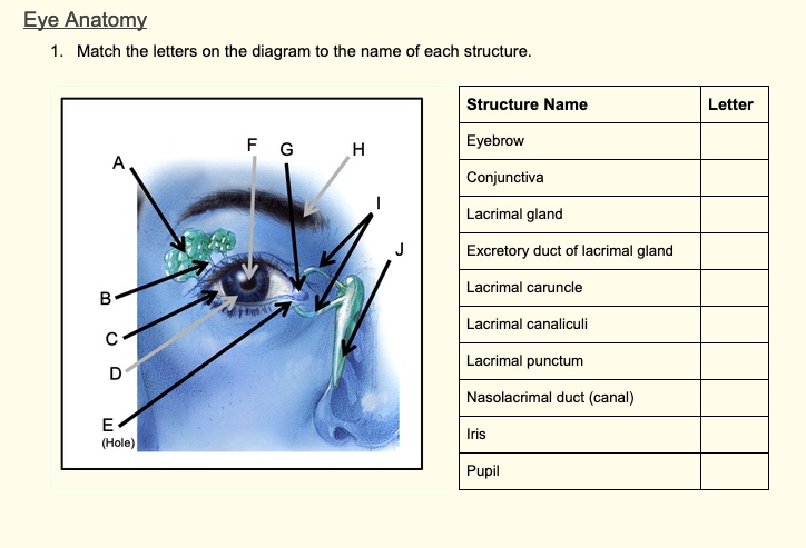 SOLVED: Eye Anatomy: Match the letters on the diagram to the name of each structure. Structure ...