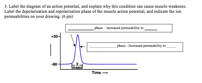 SOLVED: Please answer ALL parts of the question! 3.Label the diagram of ...