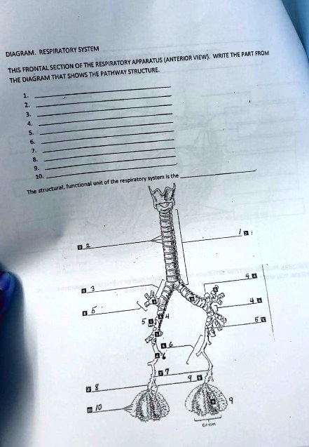 DIAGRAM: RESPIRATORY SYSTEM - FRONTAL SECTION OF THE RESPIRATORY ...