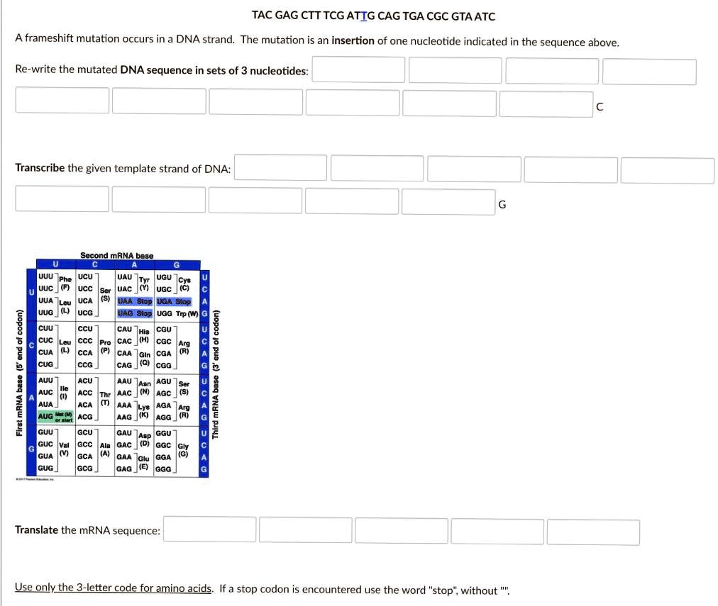 SOLVED: TAC GAG CTT TCG ATIG CAG TGA CGC GTAATC A frameshift mutation ...
