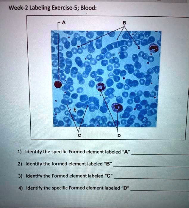 Week-2 Labeling Exercise-5; Blood: A C D B 1) Identify the specific Formed element labeled "A" 2 ...
