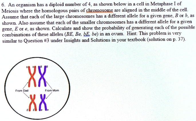 SOLVED: An organism has a diploid number of 4, as shown below in a cell ...