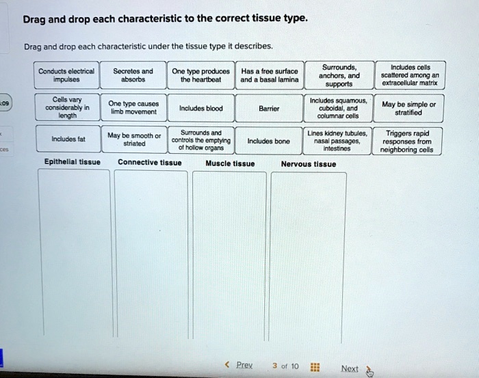 drag and drop each characteristic to the correct tissue type drag and ... drag and drop each characteristic to the correct tissue type drag and ...