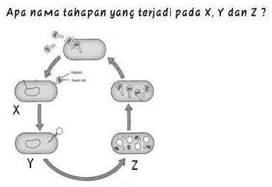 SOLVED: Apa nama tahapan yang terjadi pada X, Y dan Z ? Apa nGMG ...