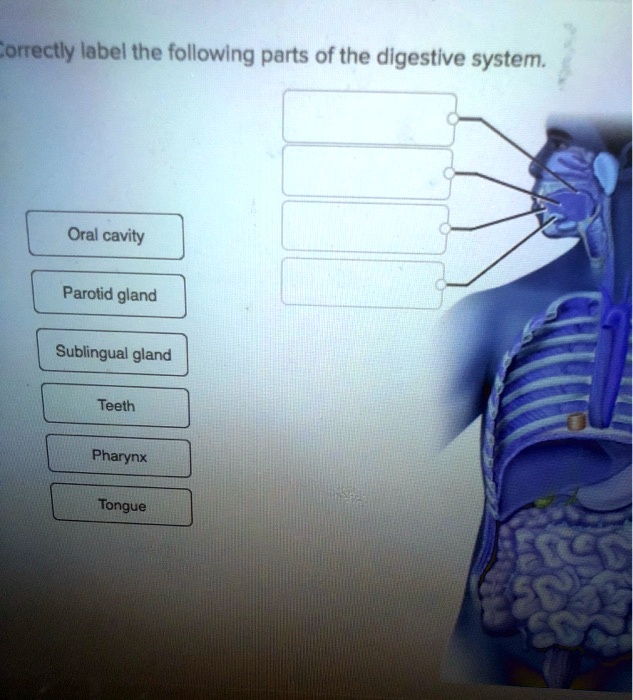 orrectly label the followlng parts of the digestive system oral cavity ...
