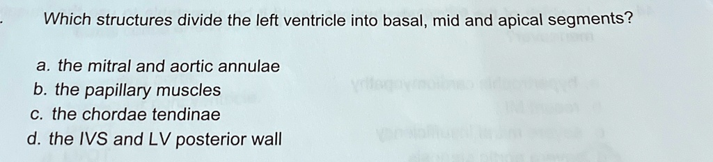 which structures divide the left ventricle into basal mid and apical ...