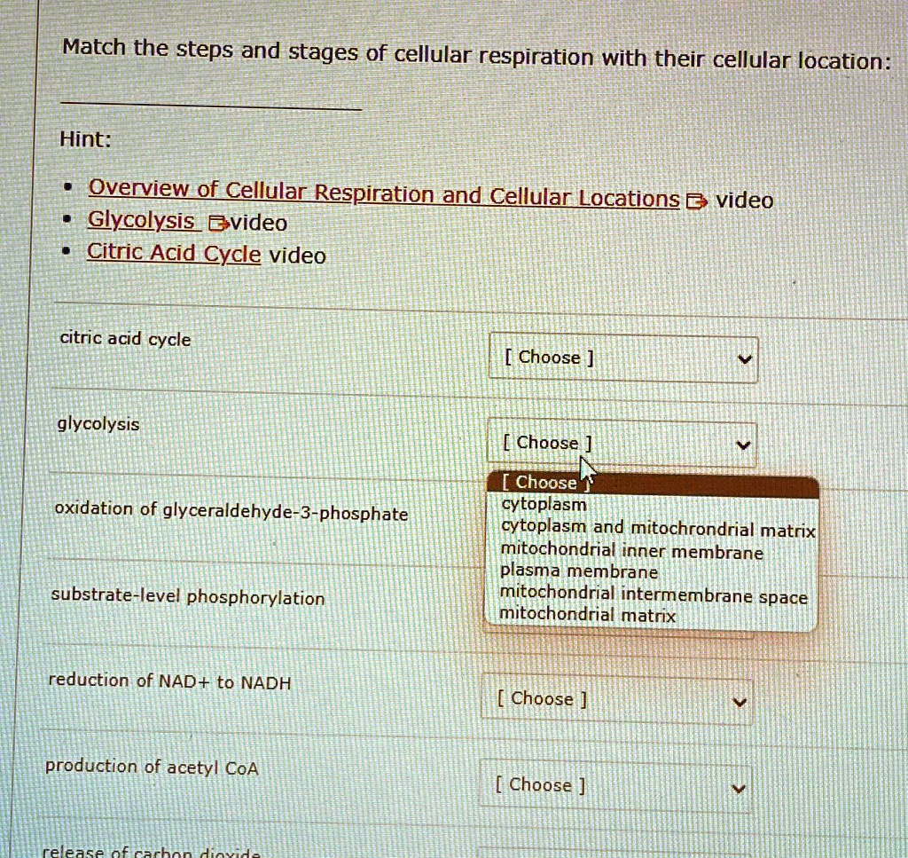 SOLVED: Match the steps and stages of cellular respiration with their ...