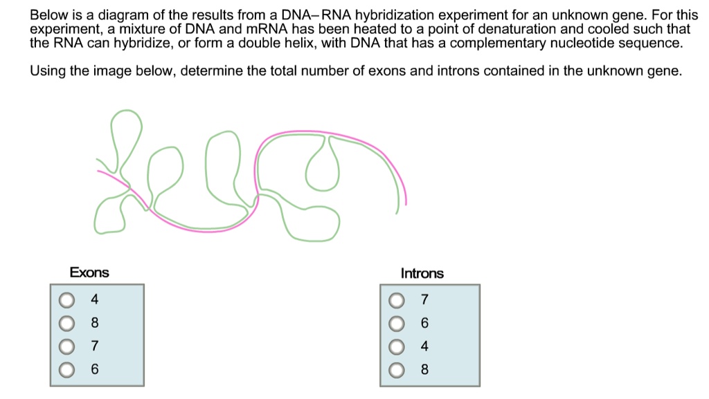 SOLVED: Below is a diagram of the results from a DNARNA hybridization ...
