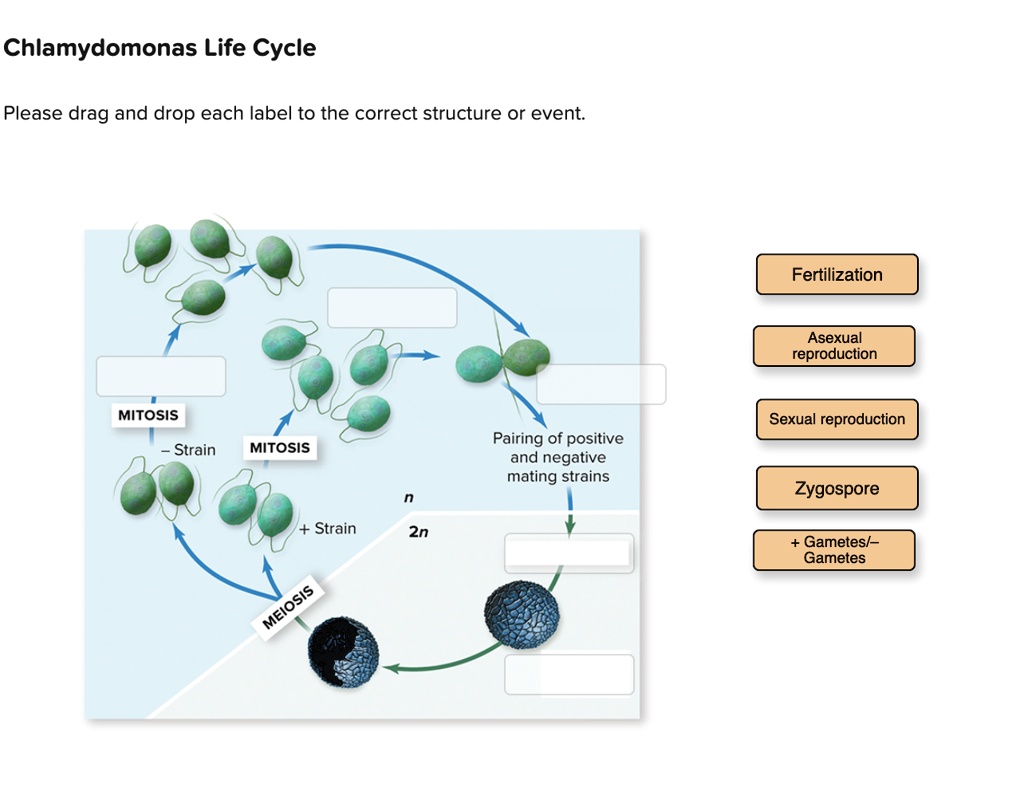 Chlamydomonas Life Cycle Please drag and drop each label to the correct ...