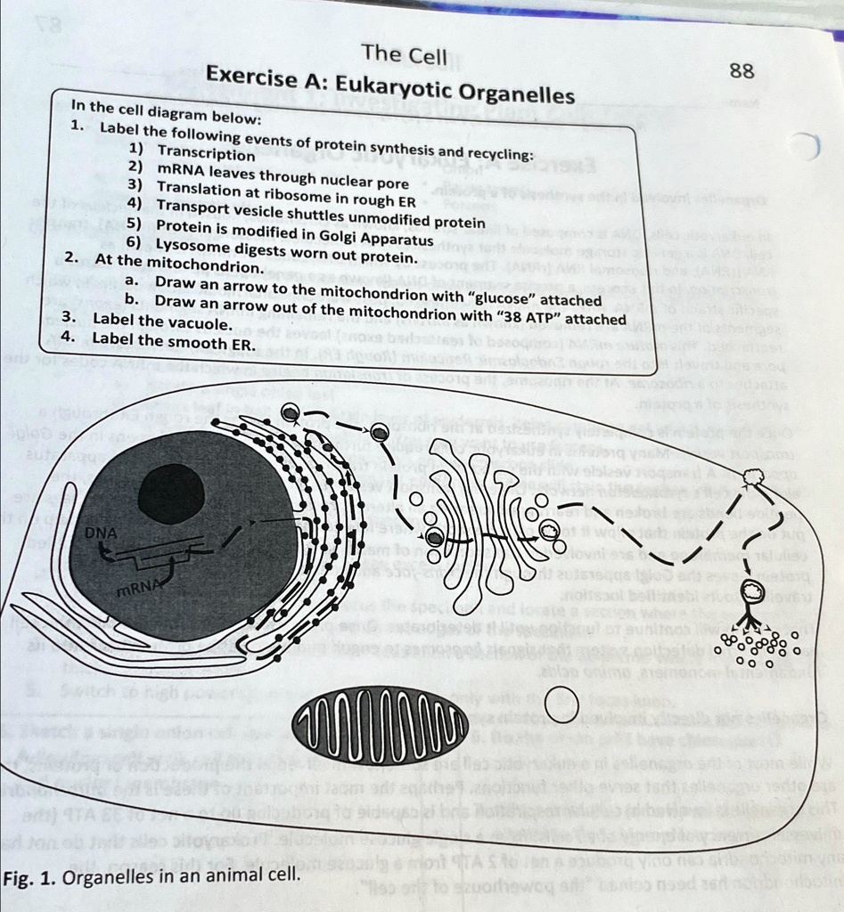The Cell Exercise A: Eukaryotic Organelles In the cell...