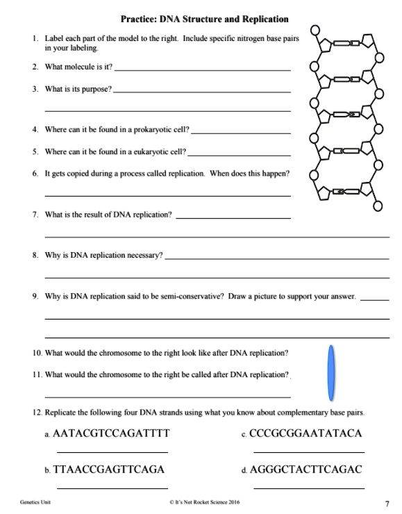 practice dna structure and replication label each part of the model t0 ...