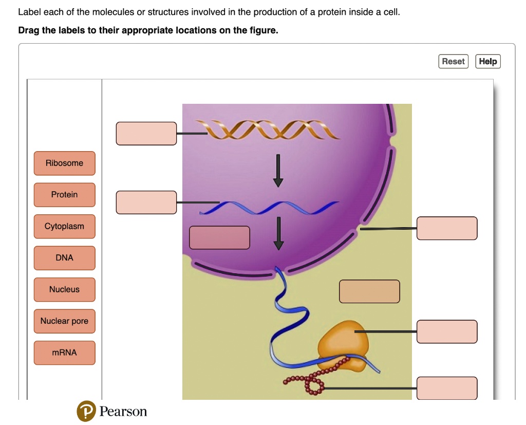 Label each of the molecules or structures involved in the production of ...