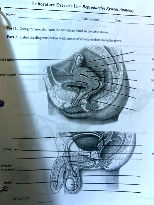 Name: Laboratory Exercise 11 - Reproductive System Anatomy Lab Section: Date: Part 1. Using the ...