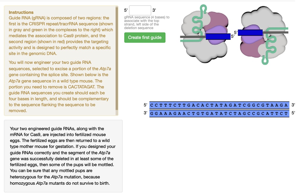 SOLVED:Instructions Guide RNA (gRNA) is composed of two regions: the ...