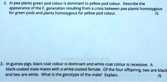 In pea plants, green pod color is dominant to yellow pod color ...