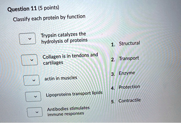 question 11 5 points classify each protein by function trypsin ...