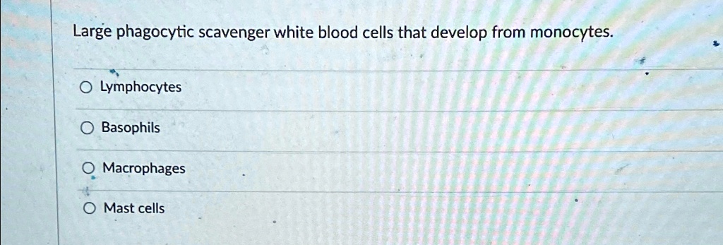 Large phagocytic scavenger white blood cells that develop from ...