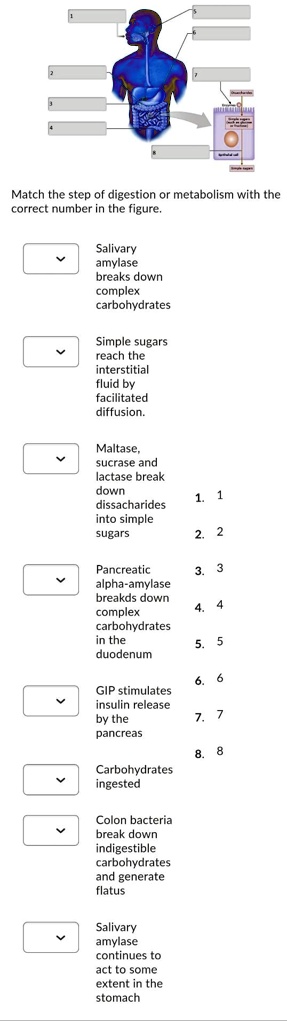 SOLVED: Match the step of digestion or metabolism with the correct ...
