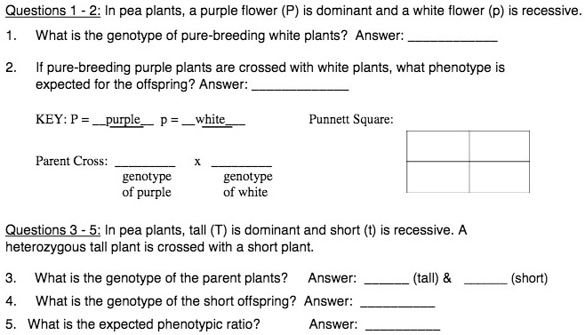 Questions 1-2: In pea plants, a purple flower (P) is dominant and a ...