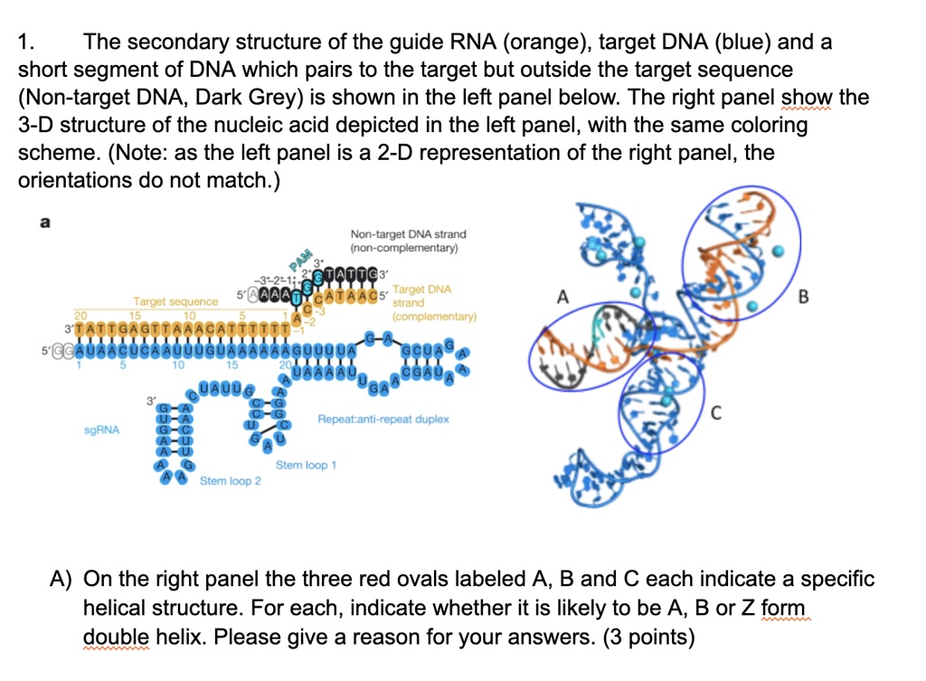 the secondary structure of the guide rna orange target dna blue and ...