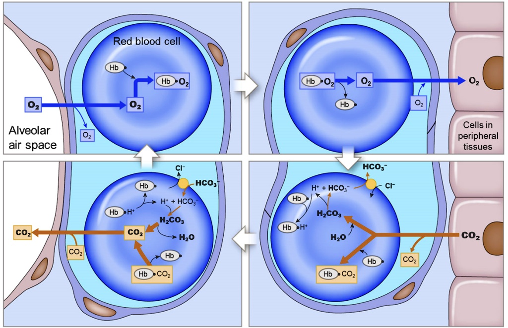 SOLVED: Using the diagram above as a guide, compare and contrast the ...