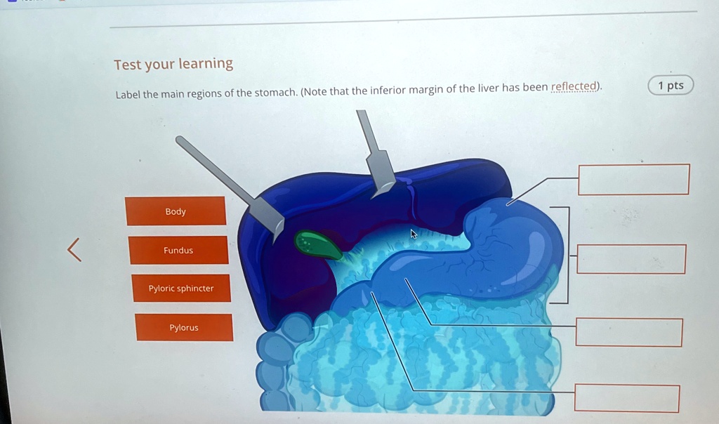 Test your learning Label the main regions of the stomach. (Note that ... Test your learning Label the main regions of the stomach. (Note that ...