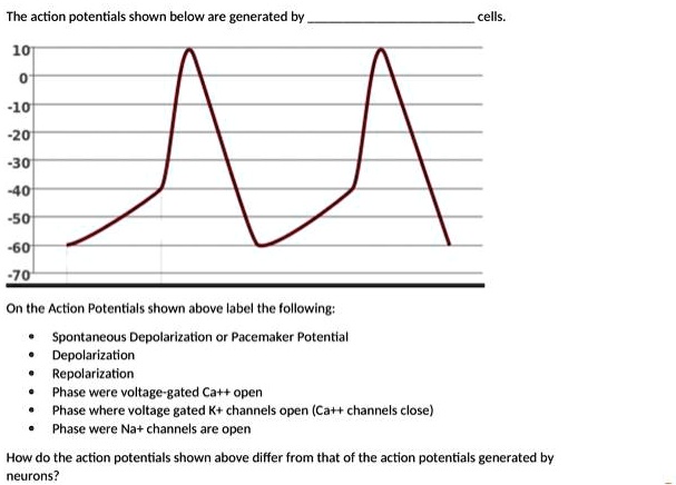 SOLVED: The action potentials shown below are generated by cells. 10 0 ...