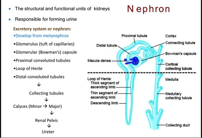 SOLVED: The structural and functional units of kidneys Nephron ...