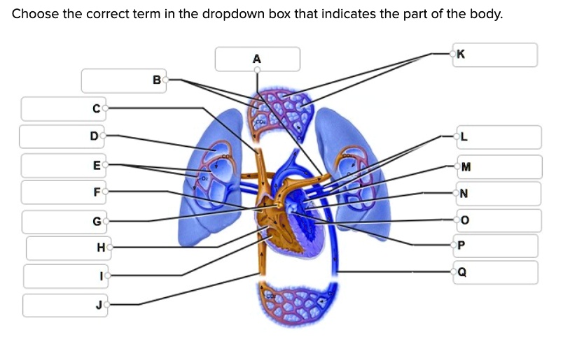 [GET ANSWER] Choose the correct term in the dropdown box that indicates ...
