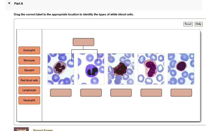 art labeling activity histology of white blood cells 8 of 29 review ...