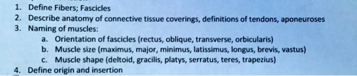 define fibers fascicles describe anatomy of connective tissue coverings ...
