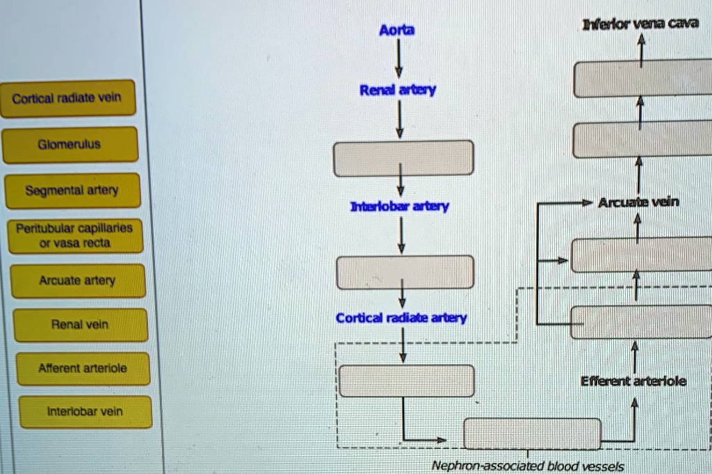 Solved Aorta Inferior Vena Cava Renal Artery Cortical Radiate Vein
