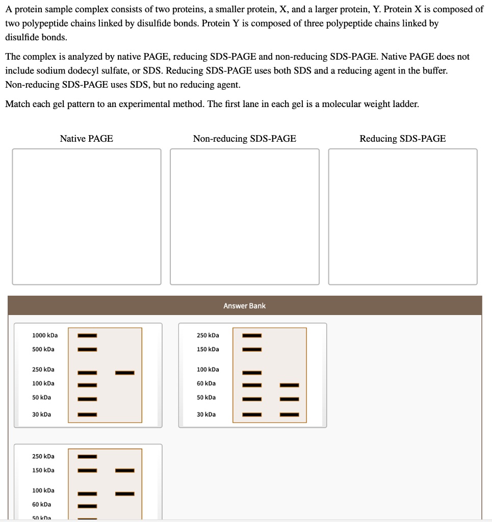 a protein sample complex consists of two proteins a smaller protein x ...