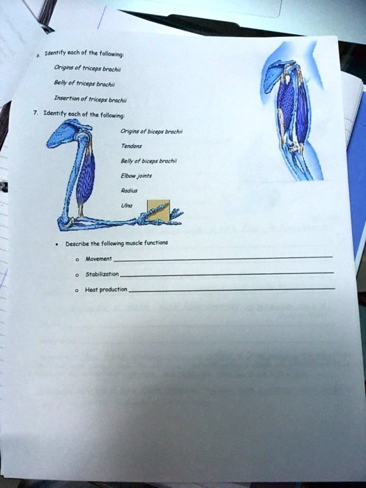 SOLVED: Origins of triceps brachi Belly of tricepsbrachi Insertion of ...