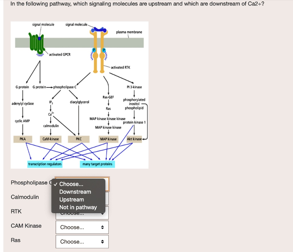 SOLVED: In the following pathway, which signaling molecules are ...